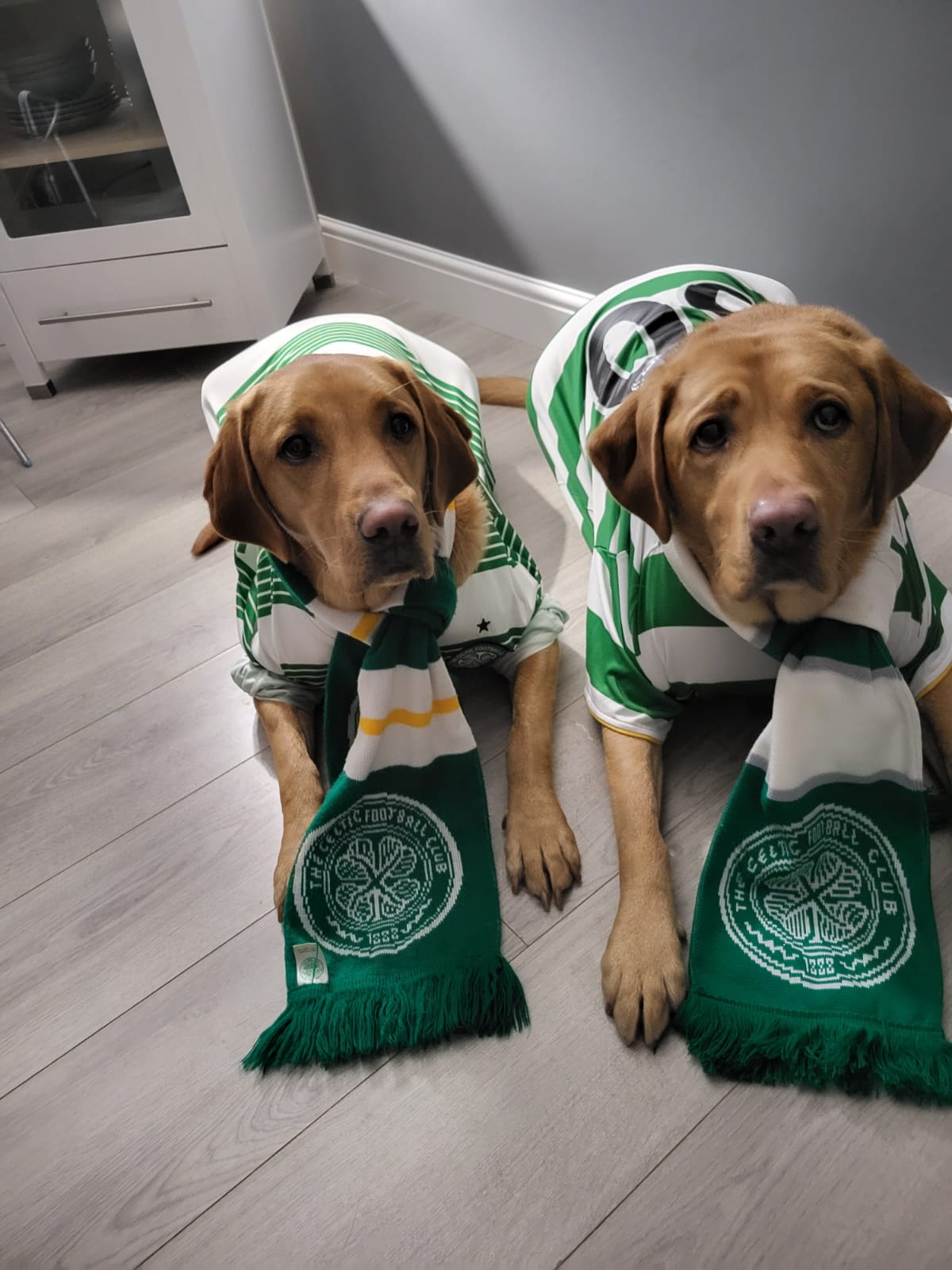 0-BD2-DAF4-7065-4-B4-E-A15-C-DE686-FC08914 hosted at ImgBB — ImgBB