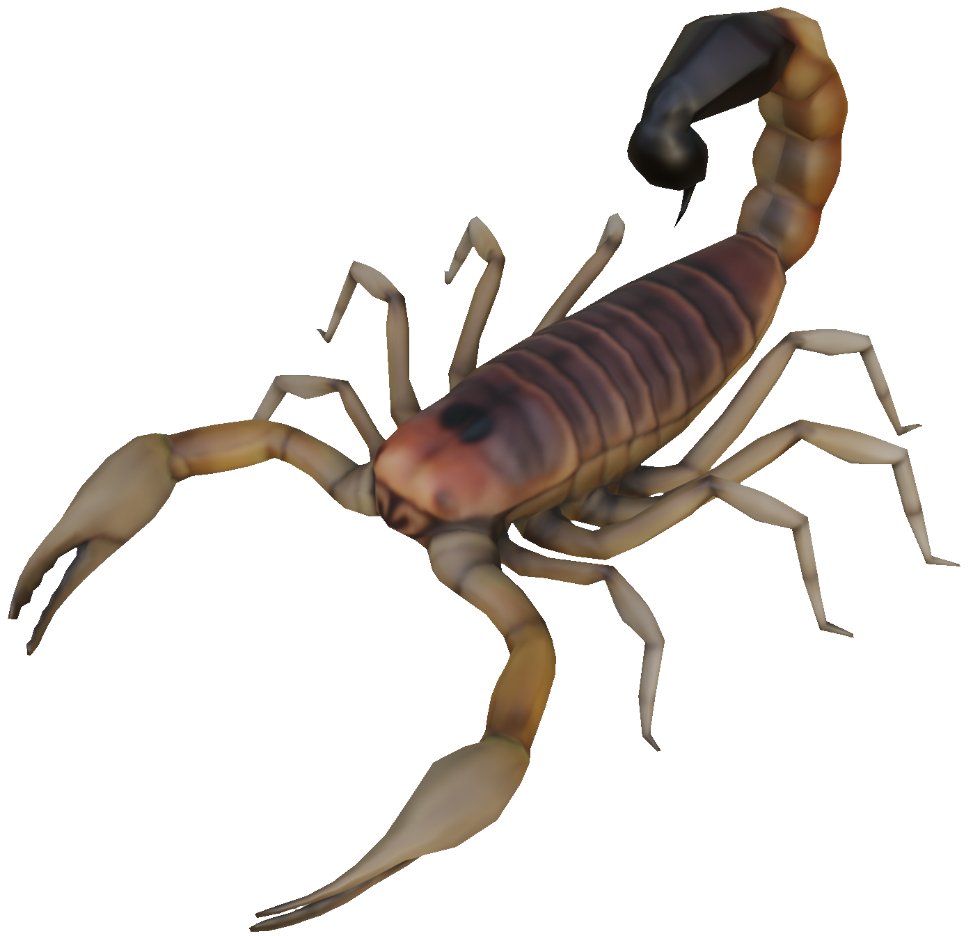 Black-tailed Thicktail Scorpion - New Exhibit Species (1.17) at Planet ...