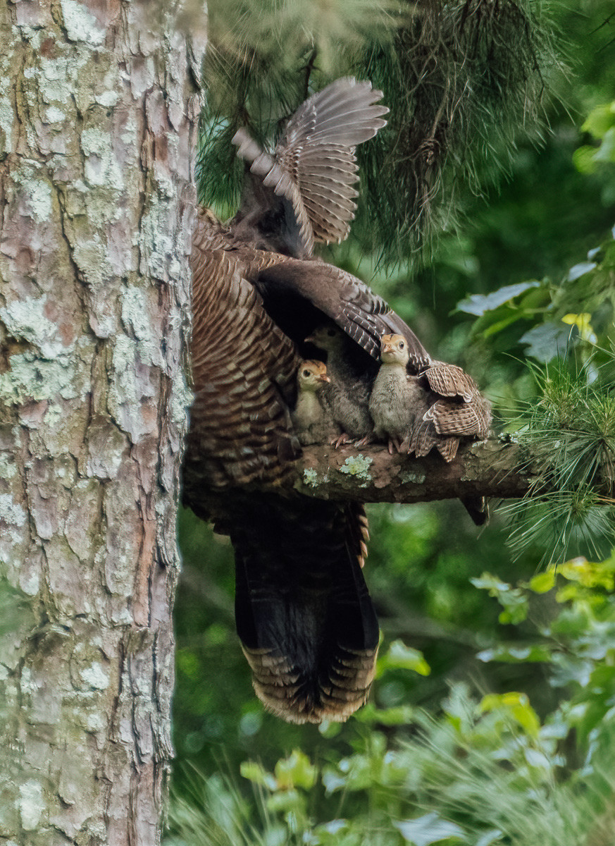 Wild Turkey Hen on Roost with Babies | Focal World