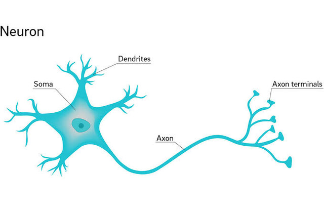 A CLOSER LOOK AT THE ELECTRICAL PROPERTIES OF NEURON | MY SCHOOL EXAMS