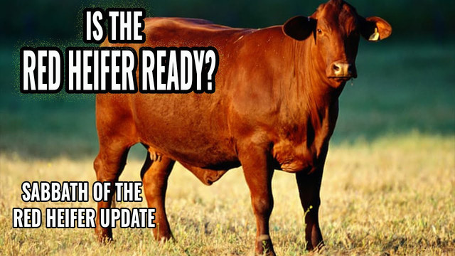 Holy Red COW - Super Saiyan God Mode Cow?