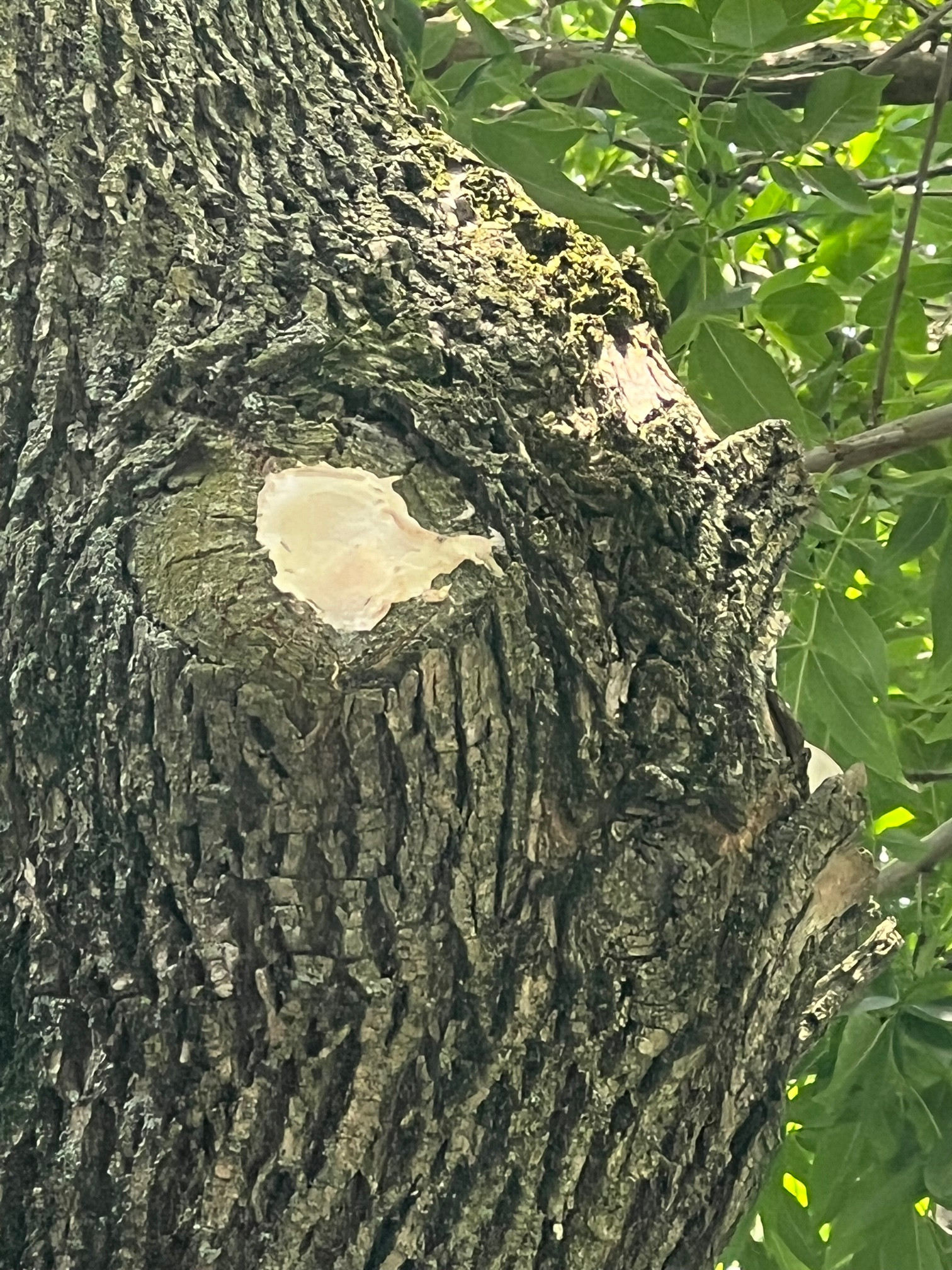 White Rot in Ash Tree? | Arborist, Chainsaw & Tree Work Forum