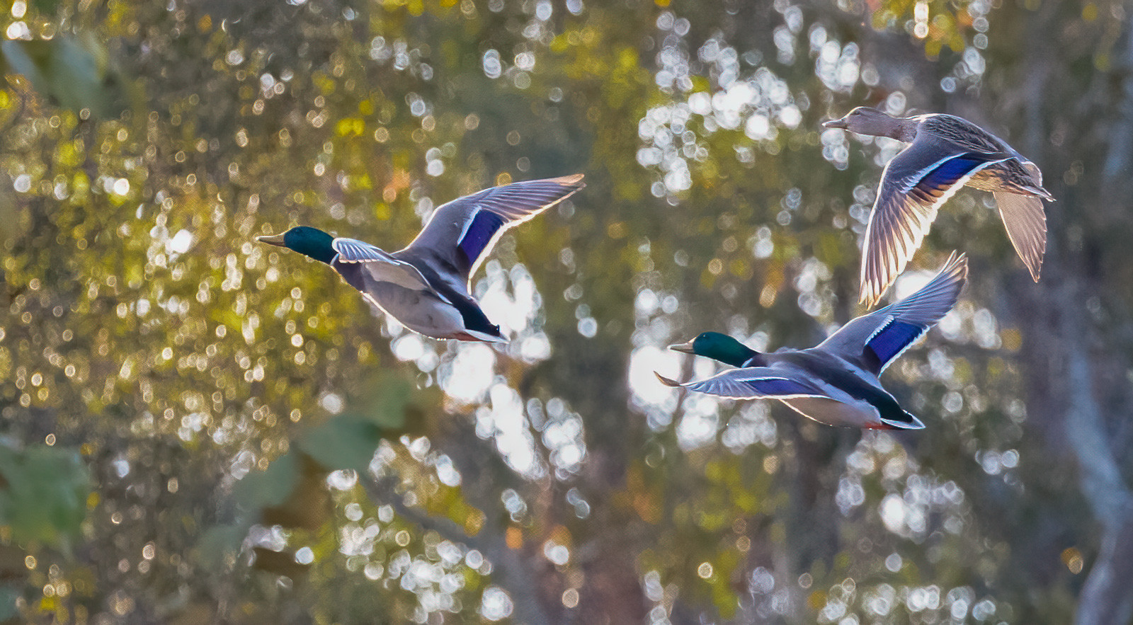 Winged Wednesday 11/11/2020 | Focal World