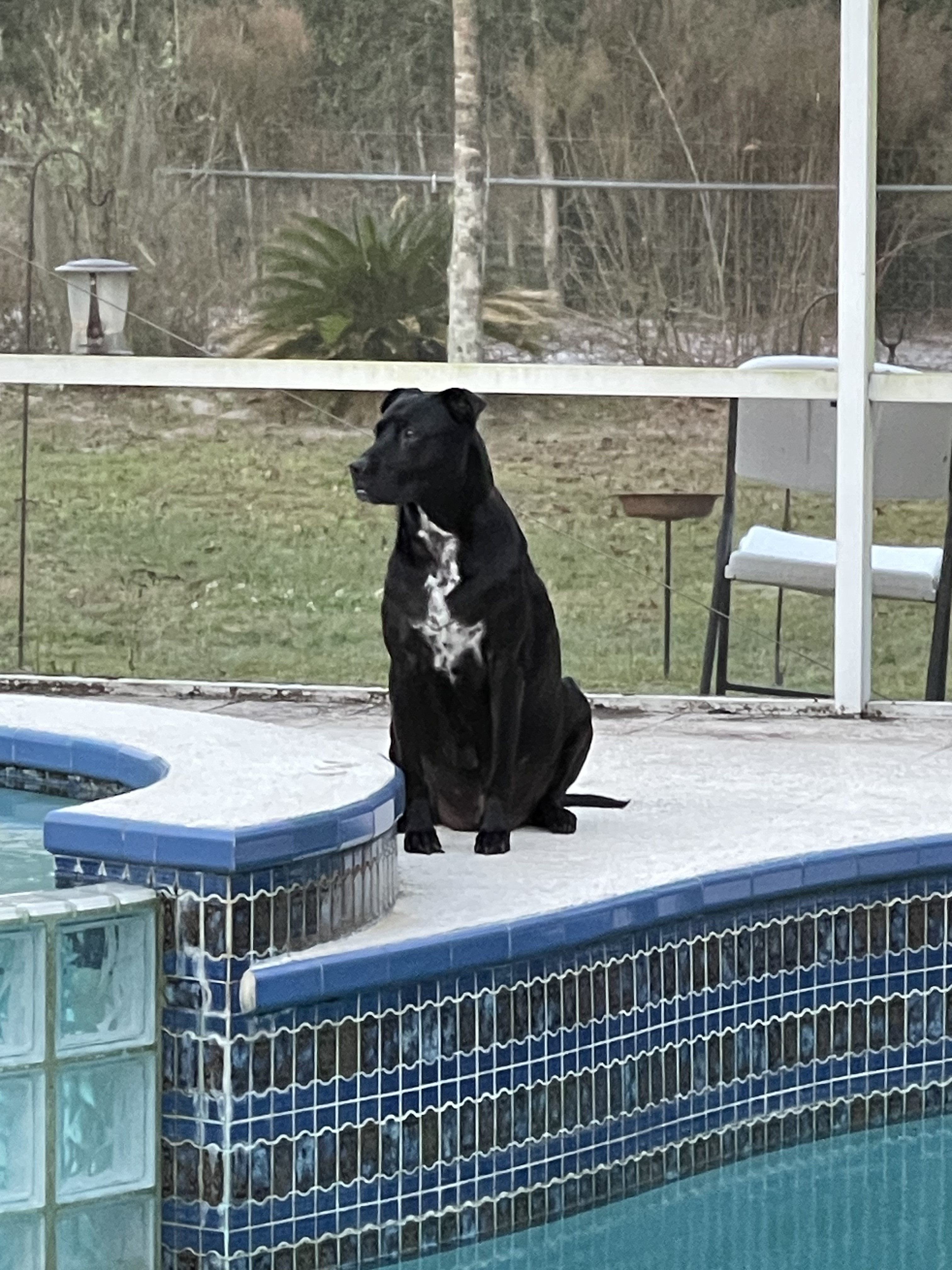 New Pup > General Discussion > AR15.COM