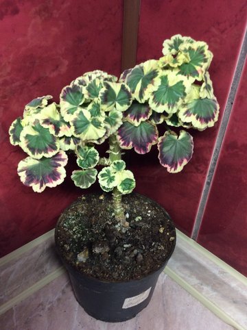 IMG_2337 hosted at ImgBB — ImgBB