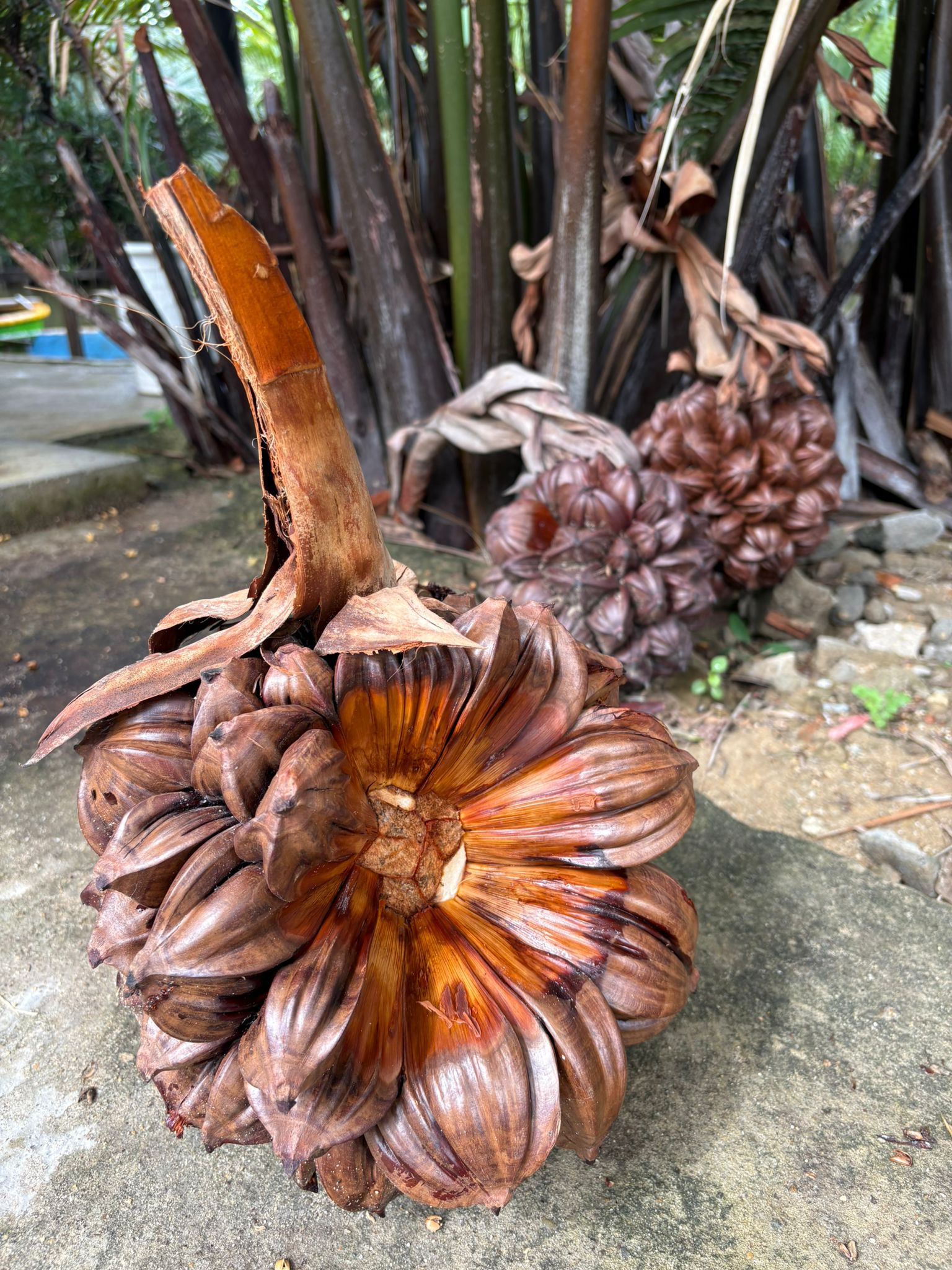 Coconut-tree-seeds hosted at ImgBB — ImgBB