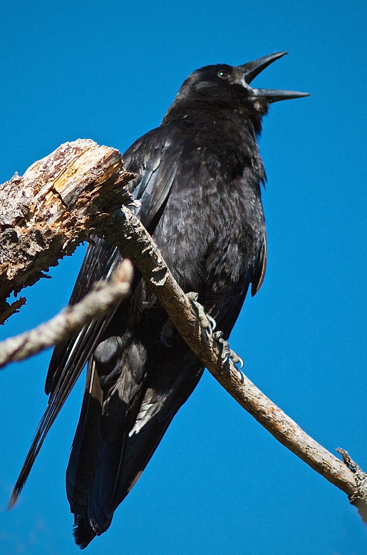crow hosted at ImgBB — ImgBB