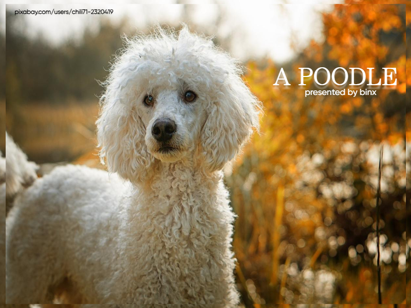 poodle hosted at ImgBB — ImgBB
